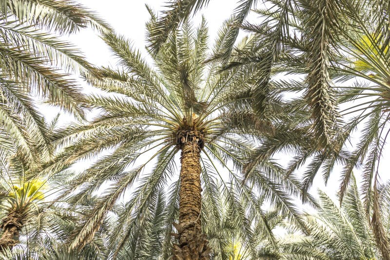 Date tree stock image. Image of earth, recreation, desert - 54016535