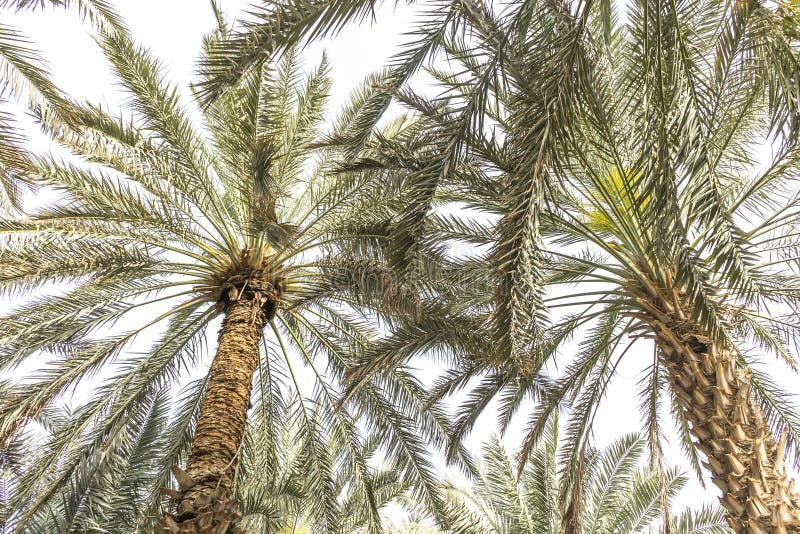 Date tree stock photo. Image of date, journey, outdoor - 54016544