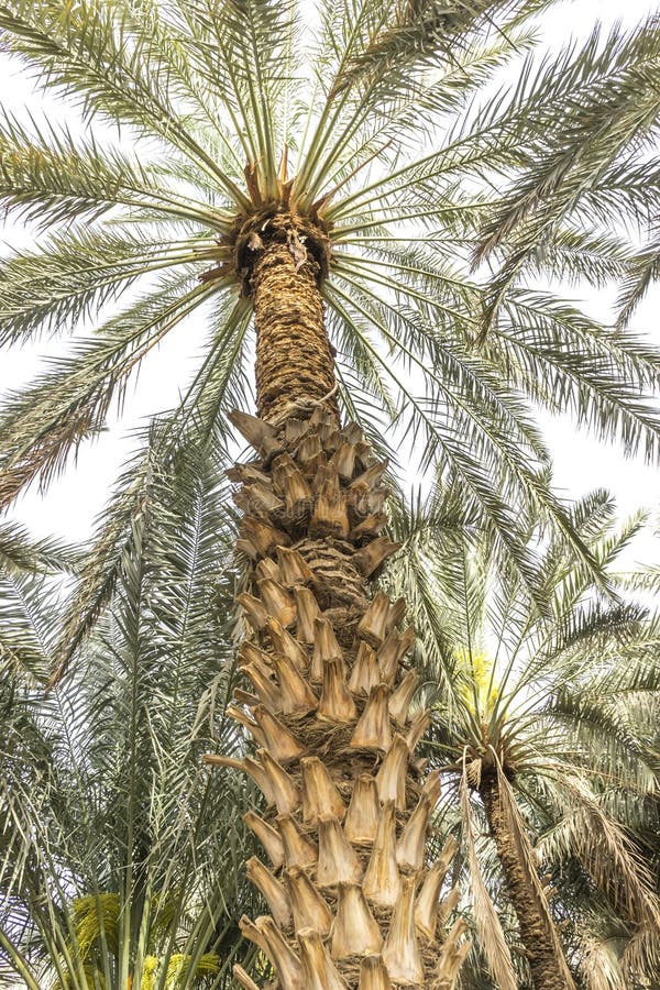 Date tree stock photo. Image of close, recreation, travel - 54016758