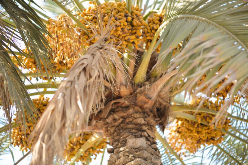 Date tree palm stock image. Image of sweet, grass, fruits - 185227775