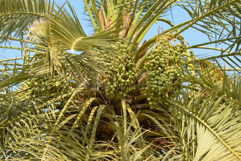 Date tree palm stock photo. Image of date, vine, sweet - 185228320