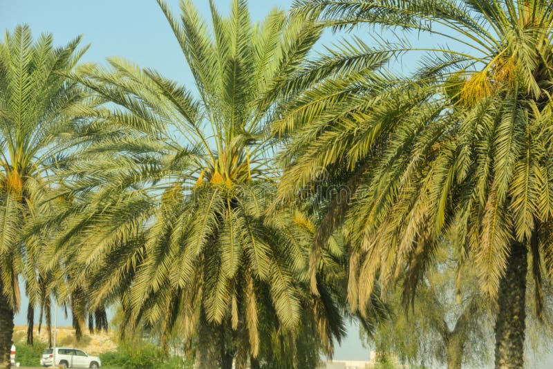 Date tree stock photo. Image of water, date, fall, little - 102693700