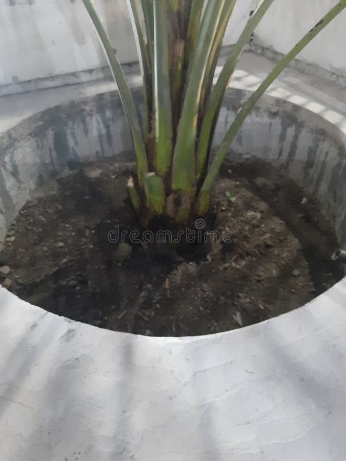 Date tree stock photo. Image of water, date, fall, little - 102693700