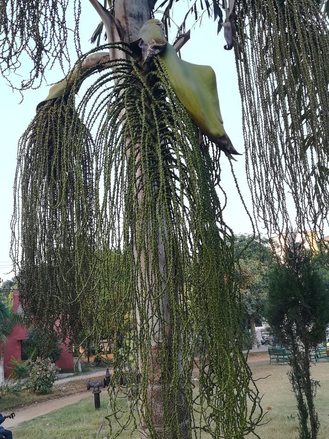 Taad tree stock image. Image of india, oct20, talasari - 129406407