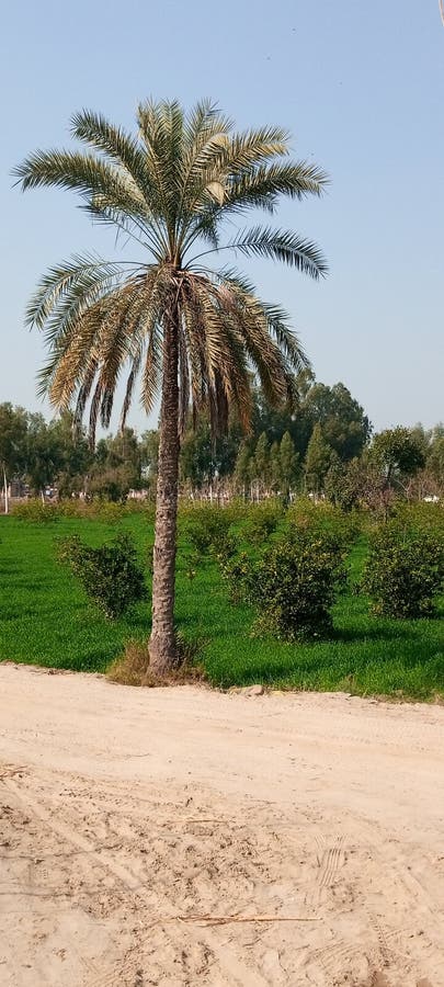 Date Tree Tall Tree Beautiful Stock Photo - Image of tall, bleu: 172057192