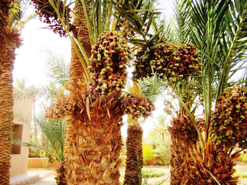 Date tree stock image. Image of cultivated, advantage - 177530475