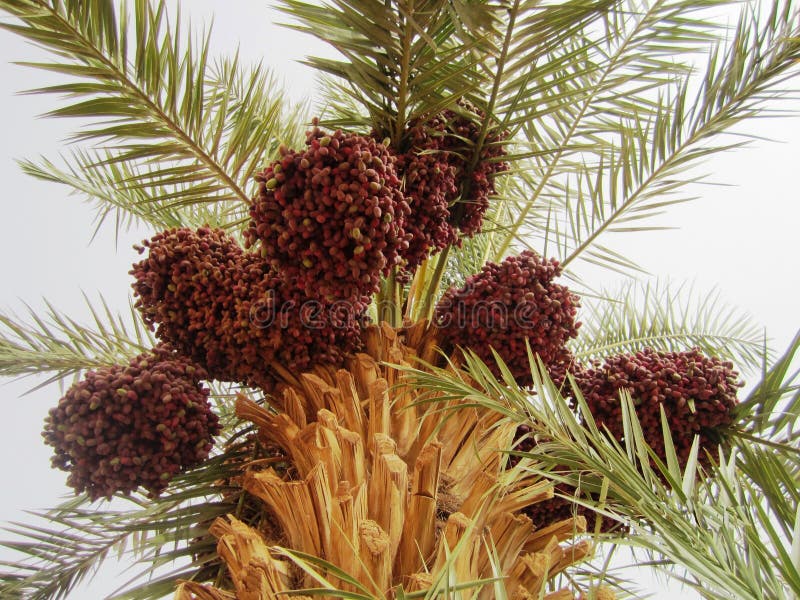 Date tree stock image. Image of fruits, beautiful, cultivated - 177525249