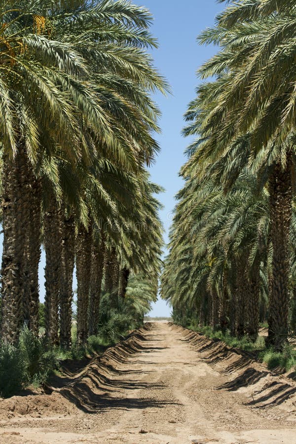 Date Trees stock image. Image of cooking, bread, candy - 20004573