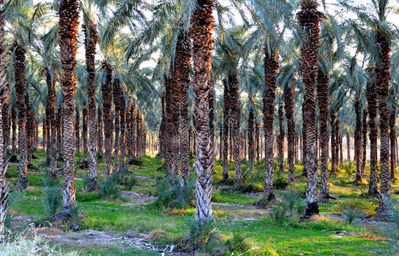 Date Trees in the Jordan Valley. Stock Photo - Image of orchard, fruit ...