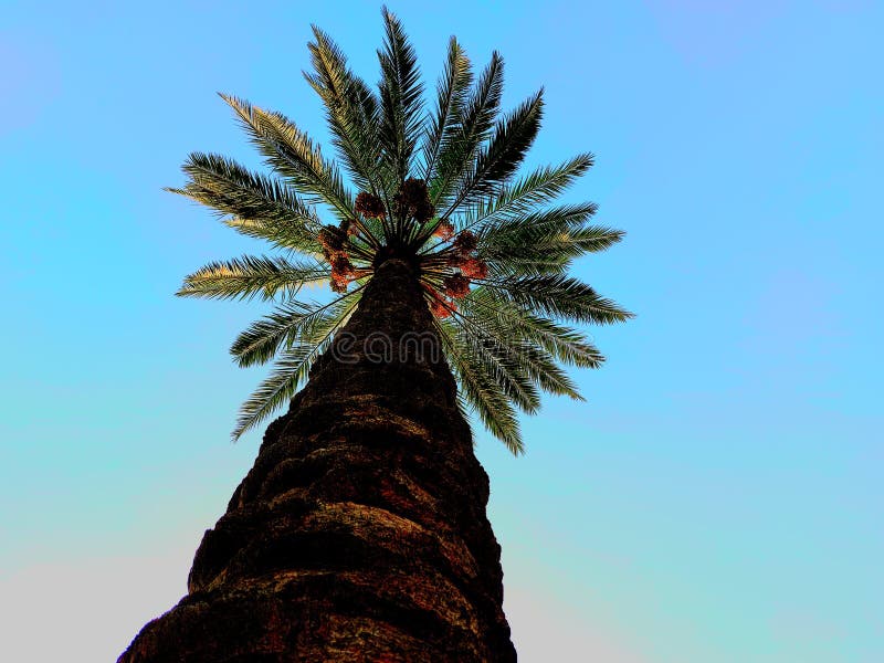 This Dateplan Tree Ready for Golden Fruits Stock Image - Image of tree ...