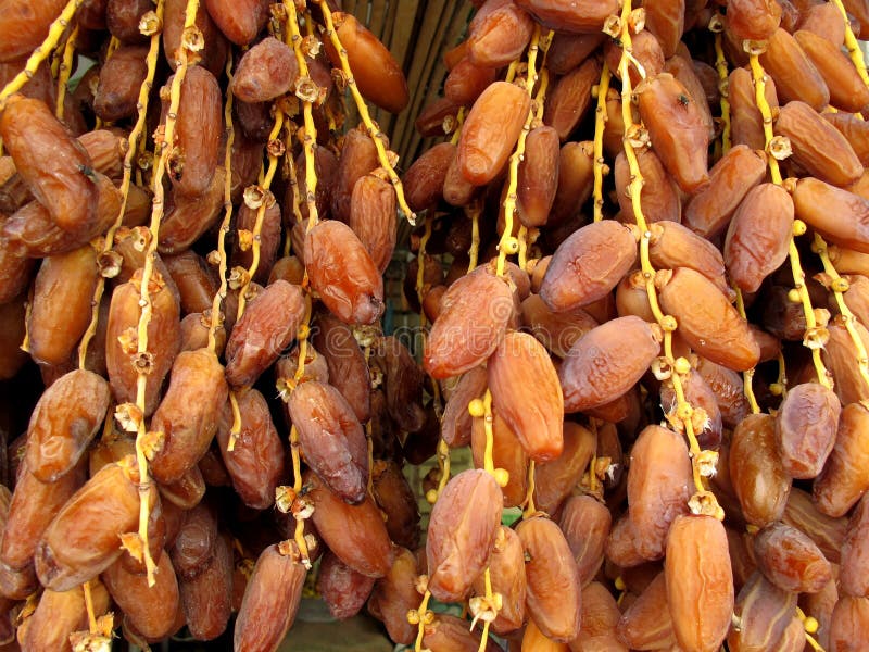 Dates stock photo. Image of desert, picking, cultivation - 19341658