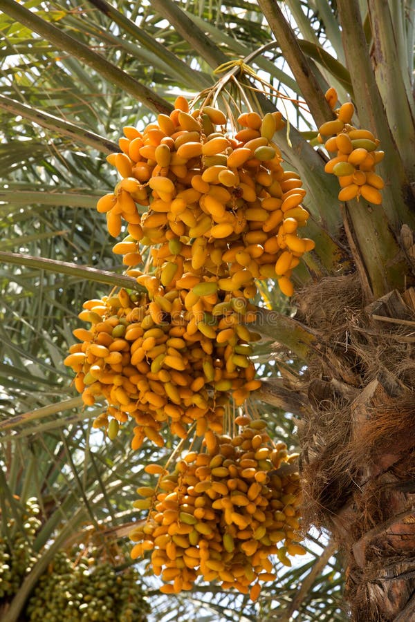 Dates fruits in tree stock photo. Image of hanging, bunch - 193487028