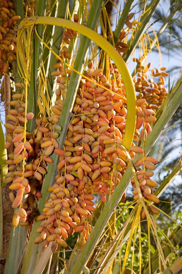 Dates in Africa. stock image. Image of food, grove, agriculture - 16282843