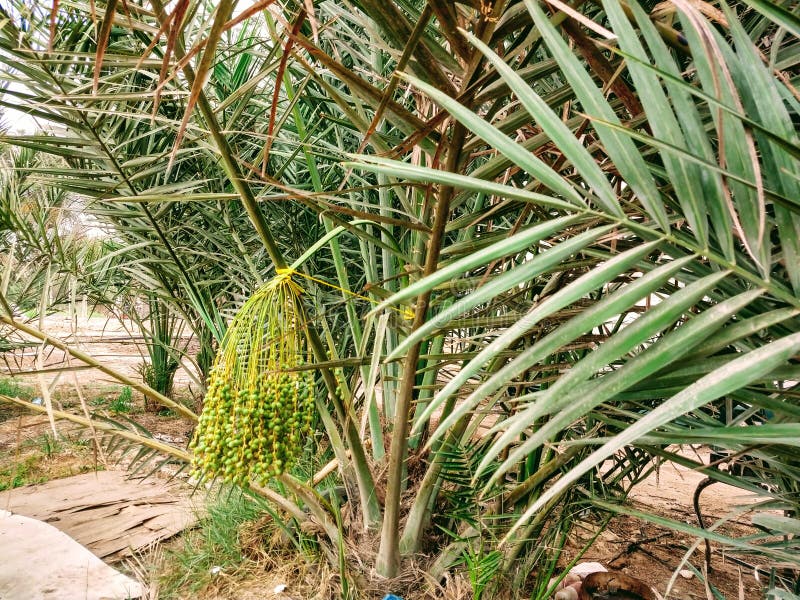 Dates farm in Qatar stock photo. Image of agriculture - 147422948