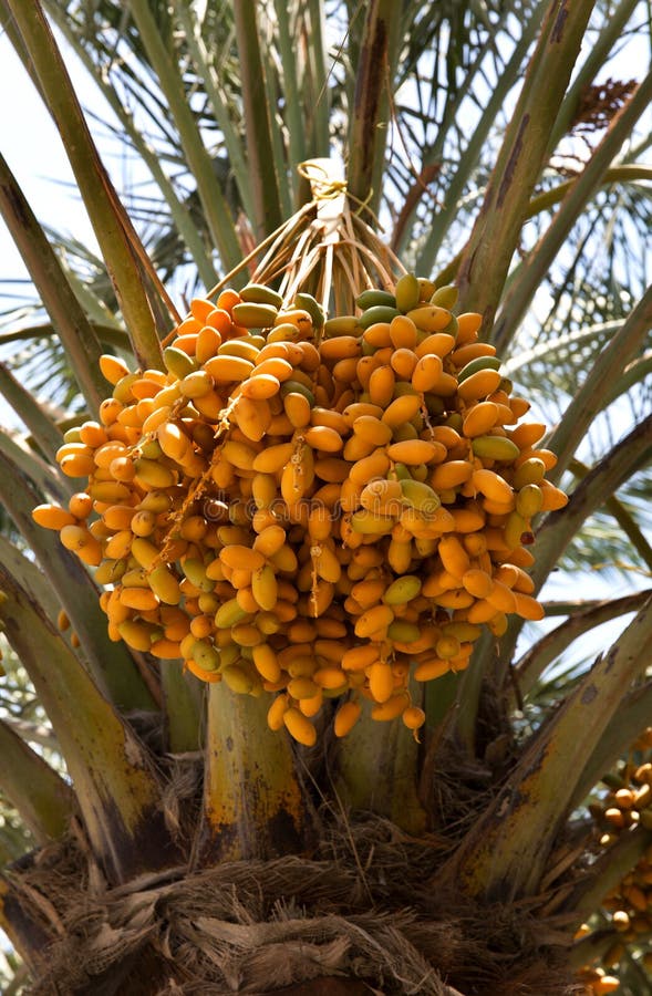 Dates Tree with Kimri Dates Stock Image - Image of green ...