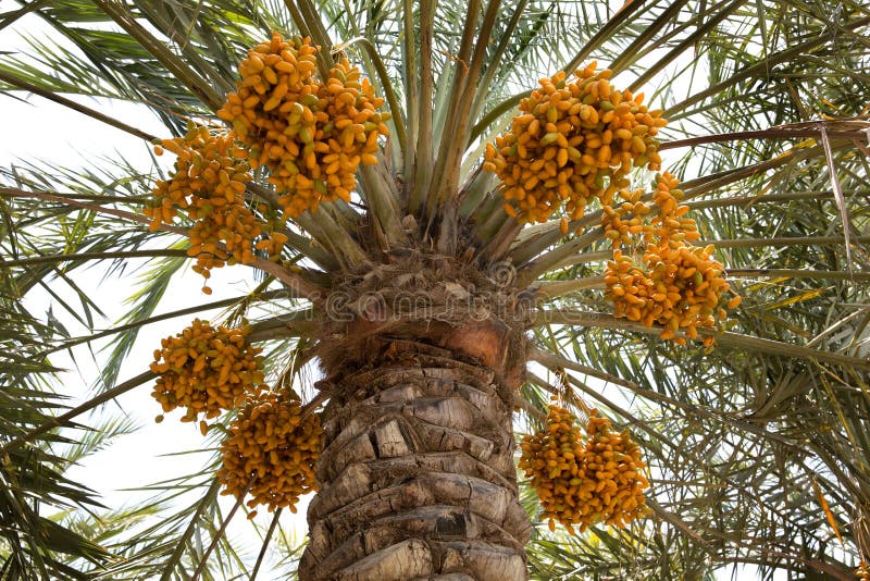 Dates clusters on tree stock image. Image of flora, khalal - 193487001
