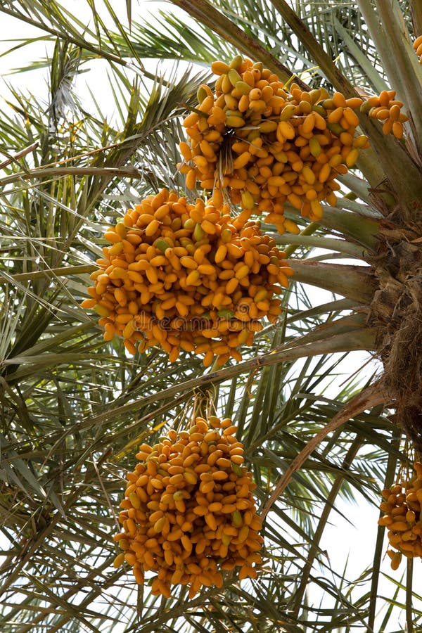 Clusters of Dates on a Palm Tree in Abu Dhabi , UAE. Stock Image ...