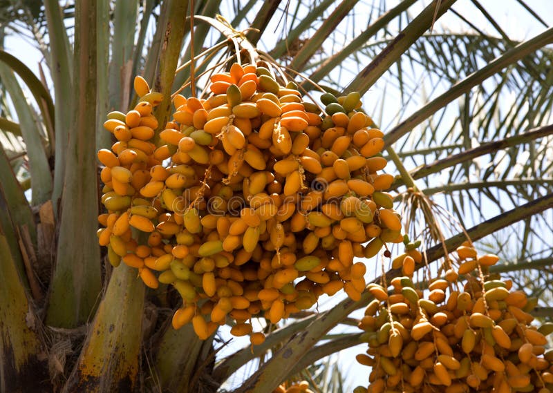 Dates Clusters in a Tree at Bahrain Stock Photo - Image of bahrain ...