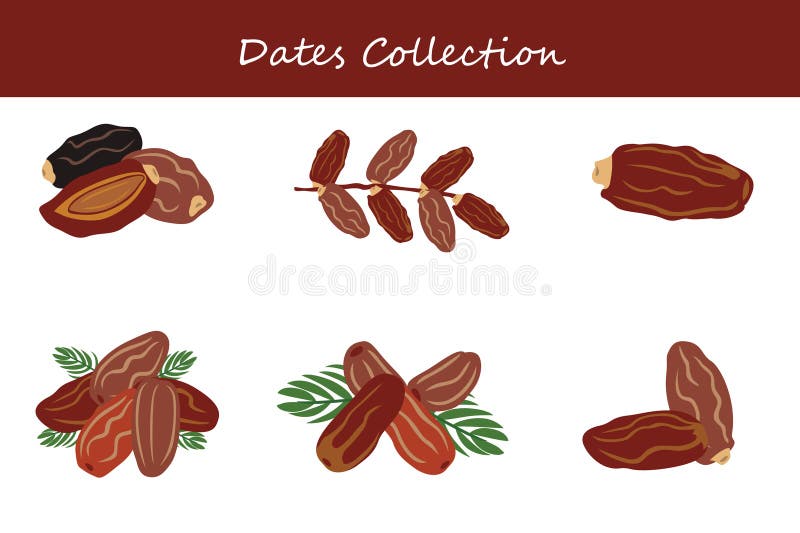 Dates Collection in Different Poses. Vector Illustration Stock Vector ...