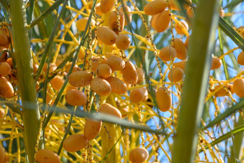Date Palm with Fruits on a Sunny Day 5 Stock Image - Image of vitamin ...
