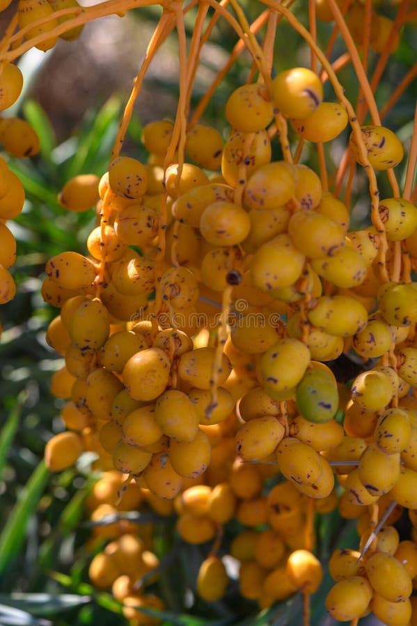 Date Palm with Fruits on a Sunny Day Stock Photo - Image of branch ...