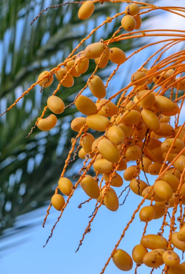 Date Palm with Fruits on a Sunny Day 13 Stock Image - Image of food ...