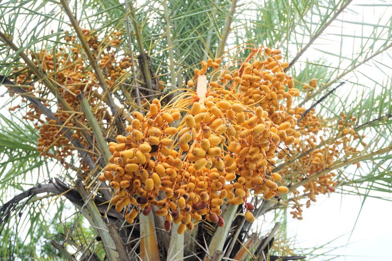 Dates on a Date Palm in the Wild Stock Image - Image of leaf, fruits ...
