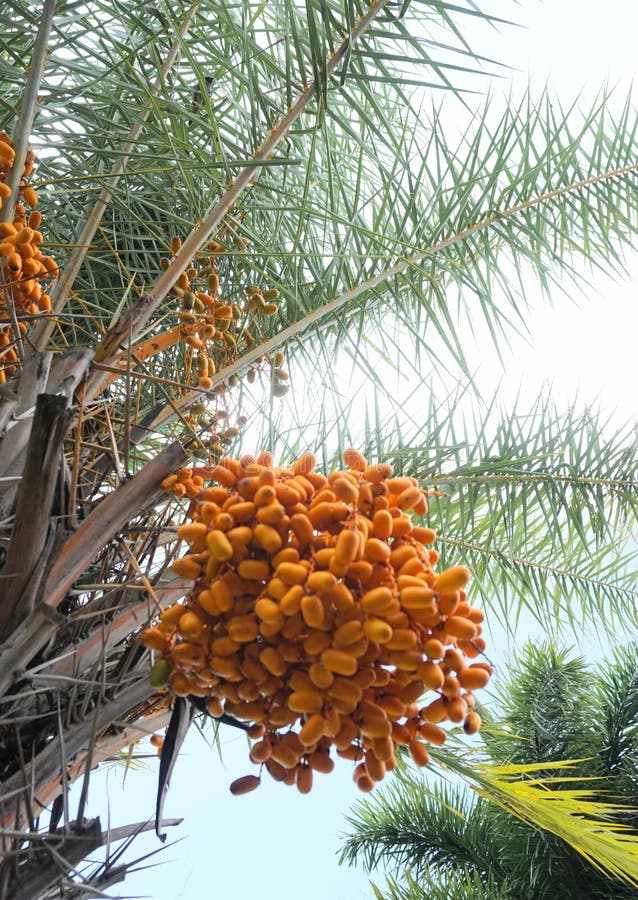 Dates on a Date Palm in the Wild Stock Image - Image of yield, tasty ...