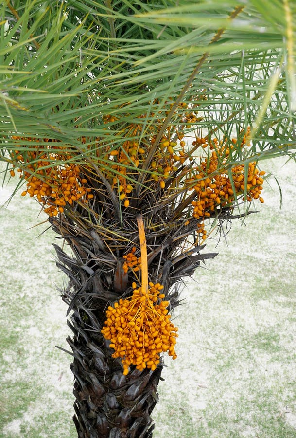 Dates on a Date Palm in the Wild Stock Image - Image of date, iron ...