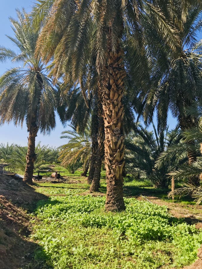 Dates farm stock photo. Image of plant, nature, bright - 193344896