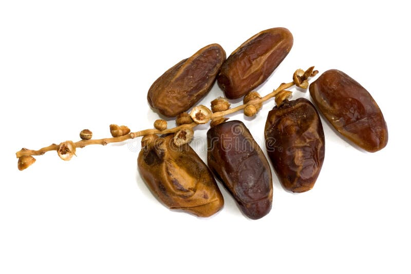 Dates fruit stock photo. Image of fruit, arab, groves - 11112906