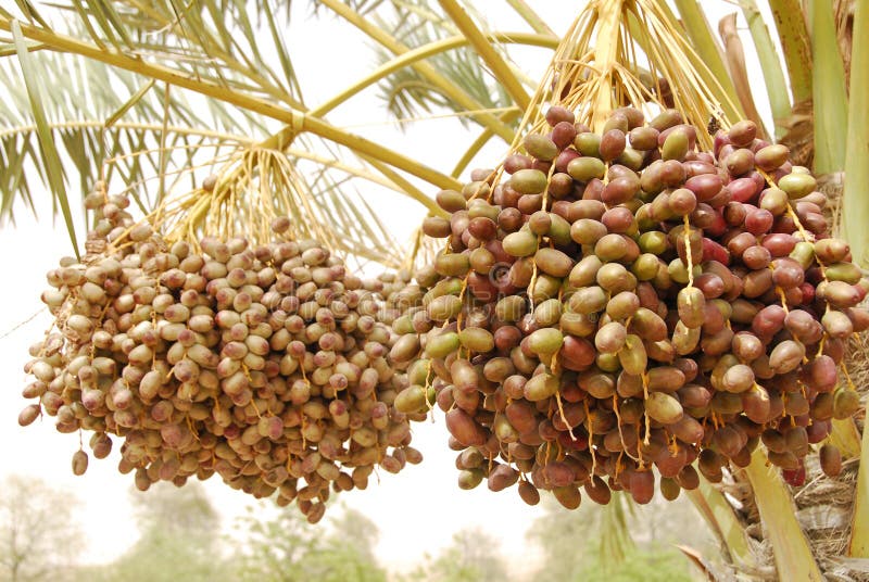 Dates fruit stock image. Image of dates, palm, sharjah - 5459877