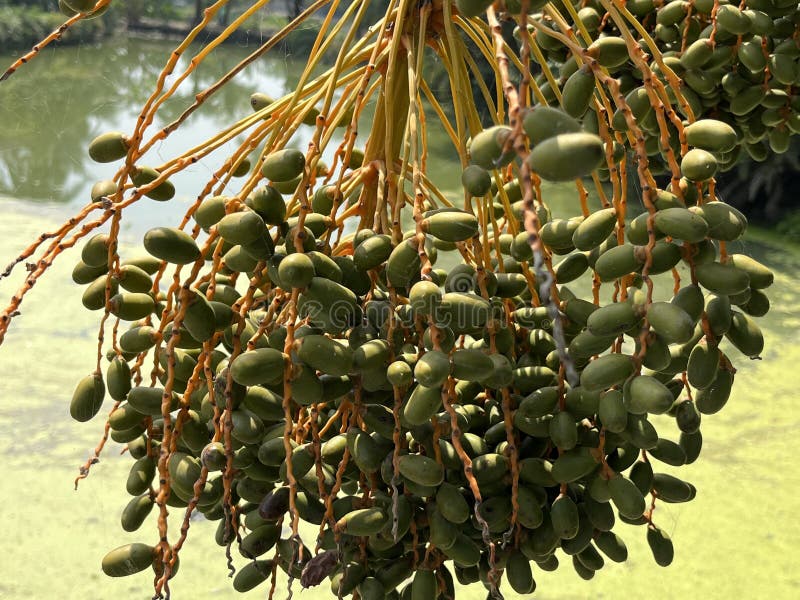 Dates fruit stock image. Image of shrub, evergreen, food - 274738391