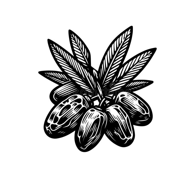 Dates Fruit Hand Dawn Illustration Vector Graphic Stock Vector ...