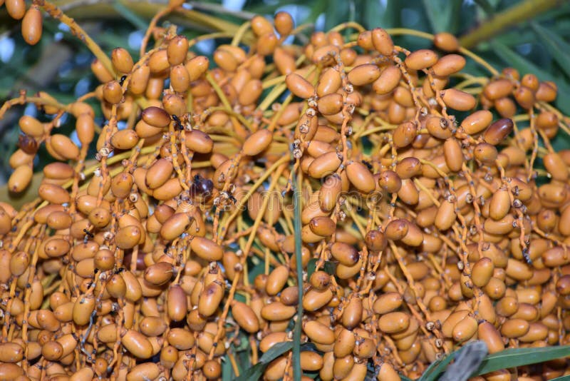 Dates Fruit in India or Raw Date Fruit Stock Photo - Image of date ...