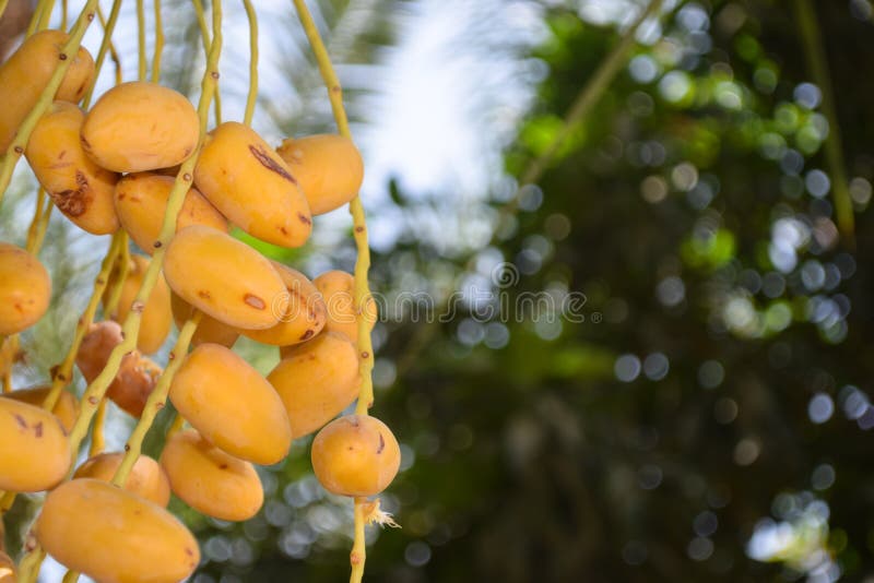 Dates Fruit Sweet Fresh Yellow Food Healthy in Garden, Energy Source ...