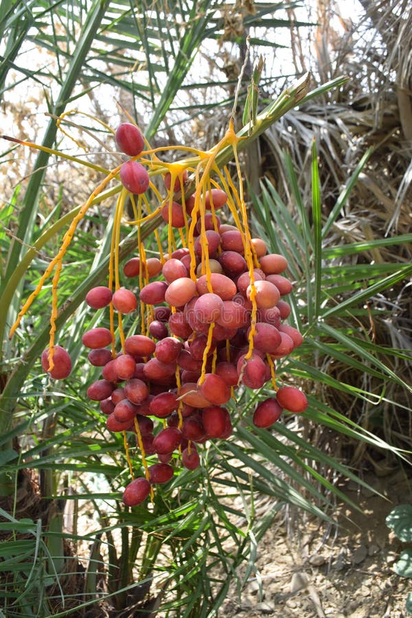 Red Dates Fruit Sweet Food Healthy Palm Tree Fresh New Season in Garden ...