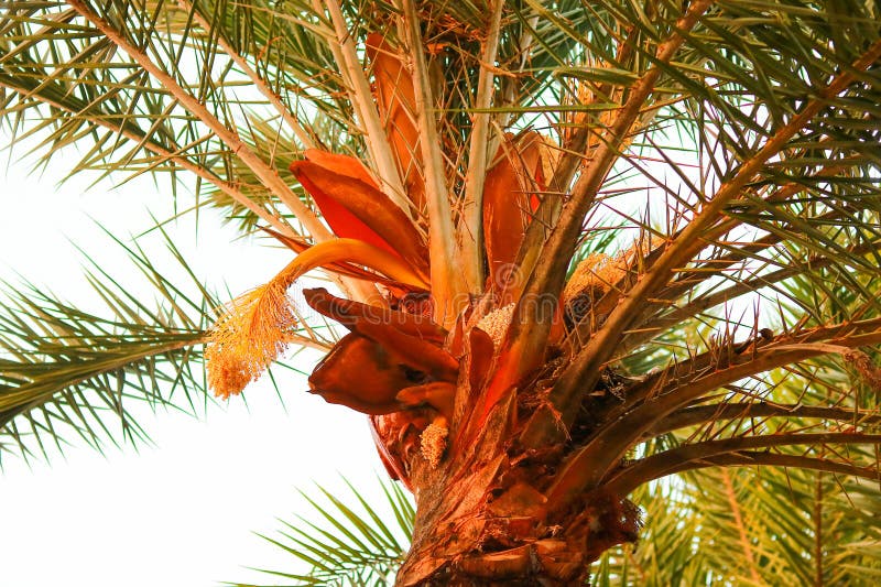 Dates Fruit Tree in the Garden. Close-up of Palm Tree Stock Photo ...