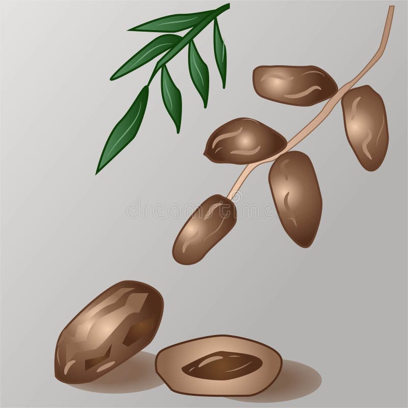 Dates Fruit Vector Drawing and Illustration Stock Vector - Illustration ...