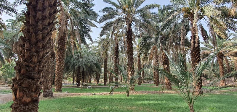 Dates Garden stock photo. Image of produce, crop, tropics - 253089548