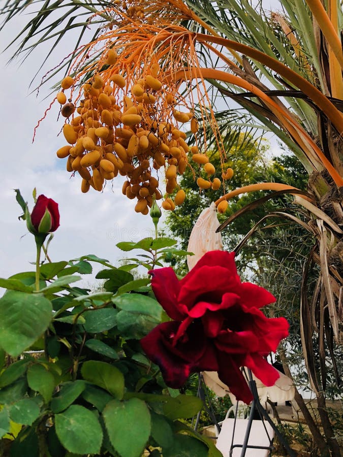 Dates in garden stock photo. Image of deserts, rose - 136865166