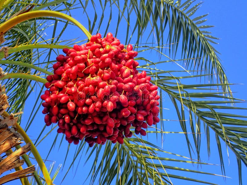 Dates Growing on a Green Palm Tree on a Background of Blue Sky Stock ...
