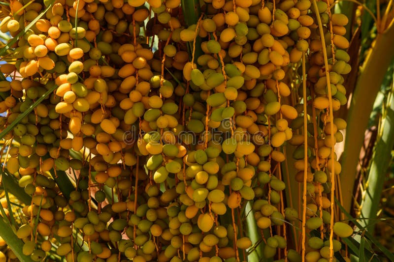 Dates Growing on a Palm Tree Stock Image - Image of tree, protection ...