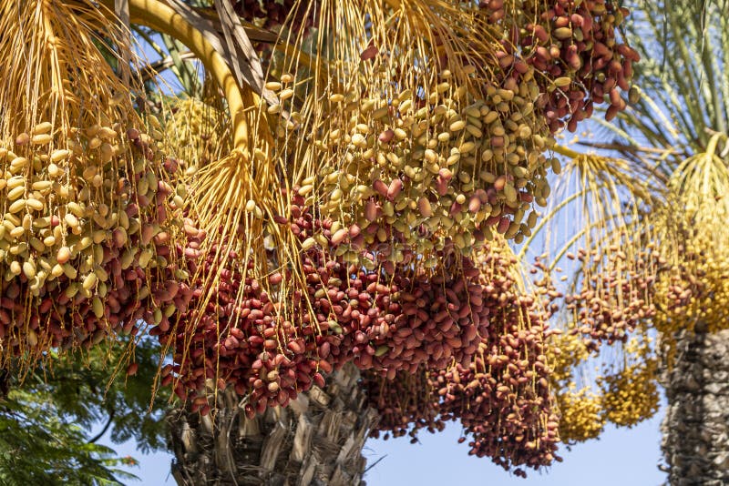 Dates Growing on Tree stock image. Image of nature, ingredient - 14582961