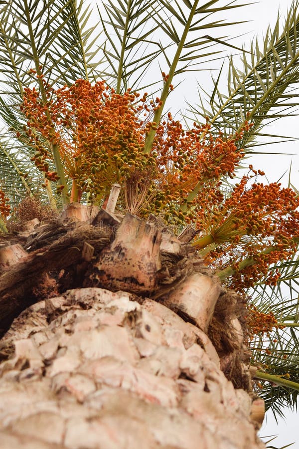 Dates are Growing on a Palm Tree.date Palm with Dates on Branches ...