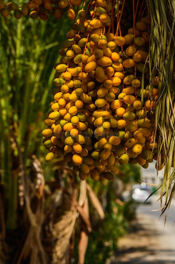 Ready To Ripe Dates Hanging from the Tree at a Date Plantation Stock ...