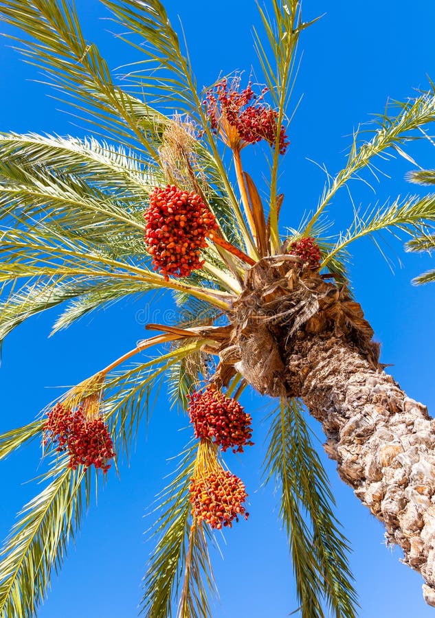 Dates are Growing on a Palm Tree Stock Image - Image of tropical ...