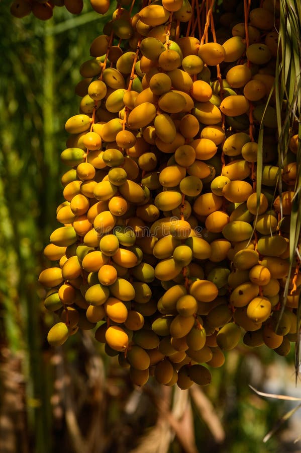 Dates Hanging from Date Palm Stock Photo - Image of sunny, blue: 335984440