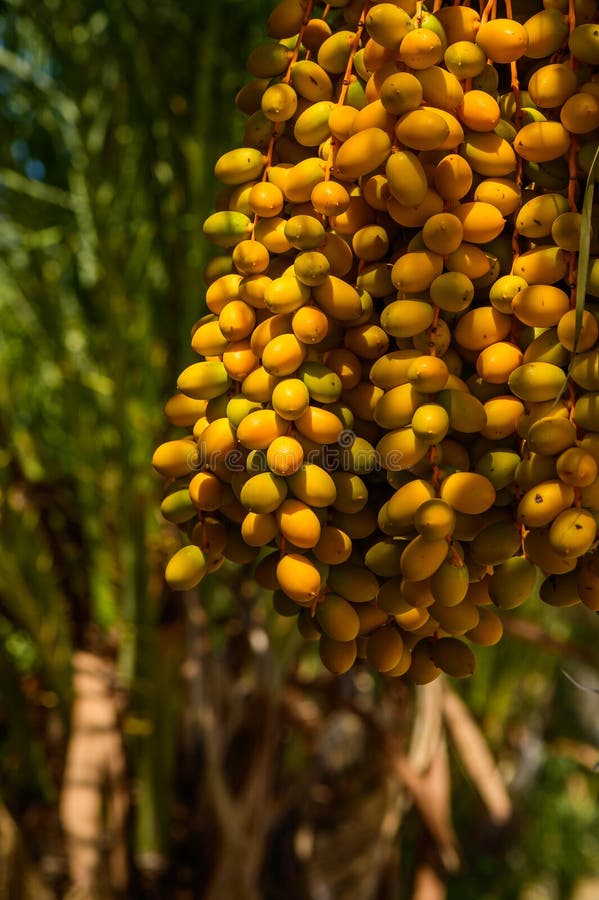 Palm Trees Orchard, Close Up of Palm Tree Trunk Stock Photo - Image of ...