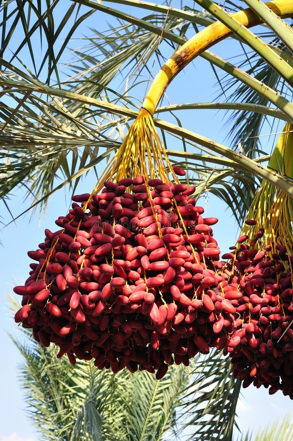 Dates harvest. stock image. Image of crop, agriculture - 21242951